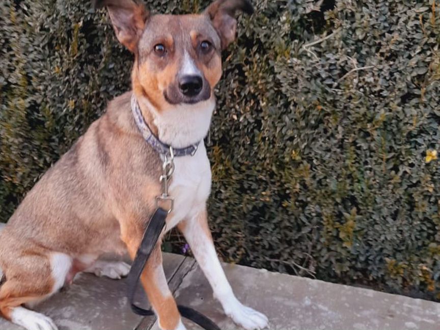 Собака в добрые руки