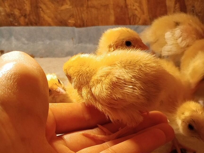 Перепела 1 Нед