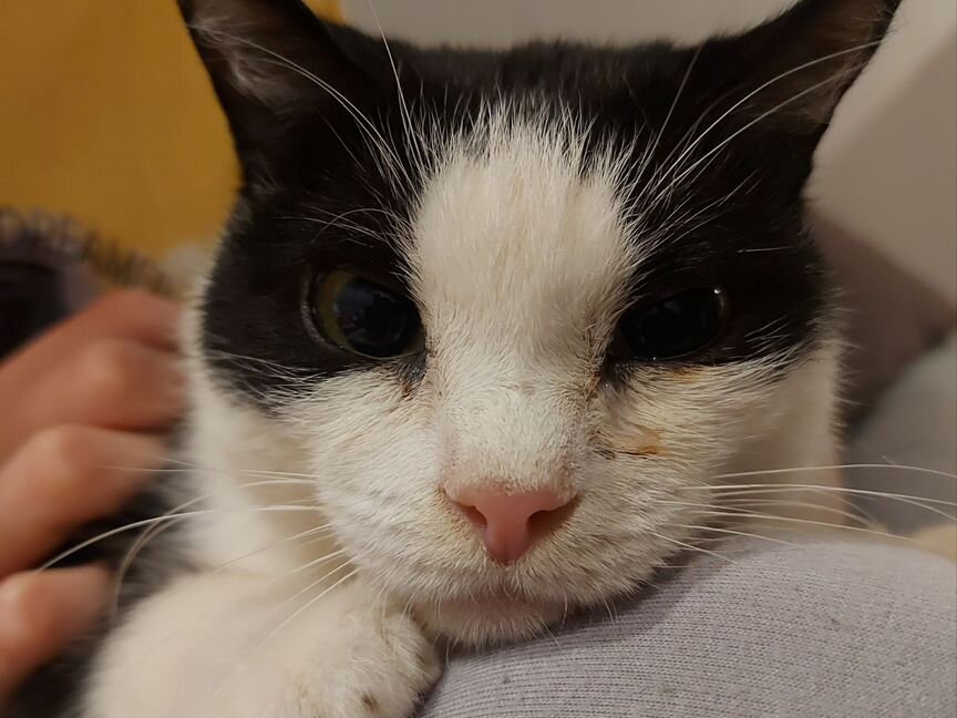 Котик ищет дом