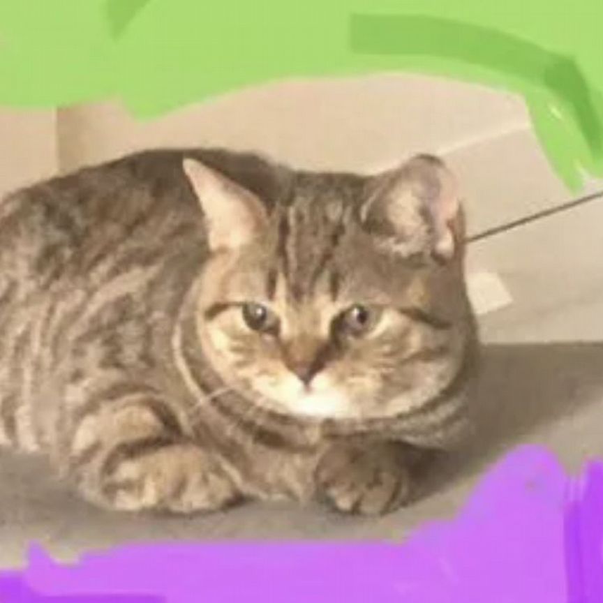 Шотландская золотая шиншилла