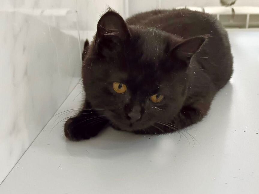 Малыш Пепси ищет дом