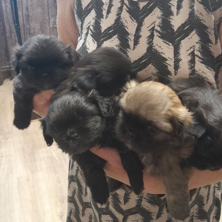 Пекинес, щенок