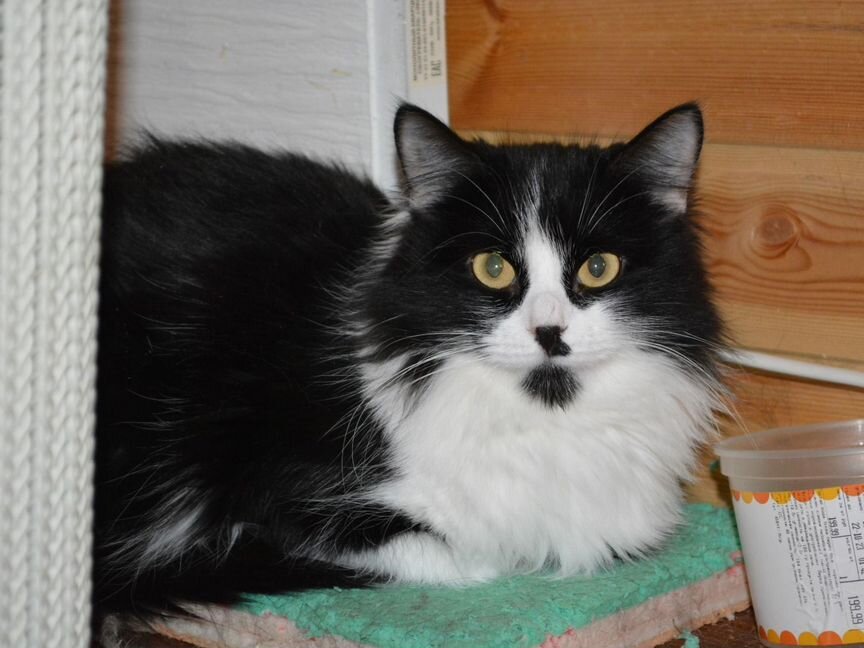 Кошка в дар