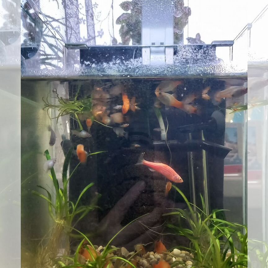 Пицилия бесплатно или обмен на улиток/креветок