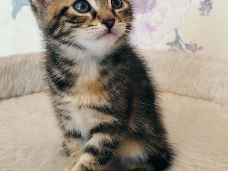 Чудесные котята от домашней кошки в добрые руки