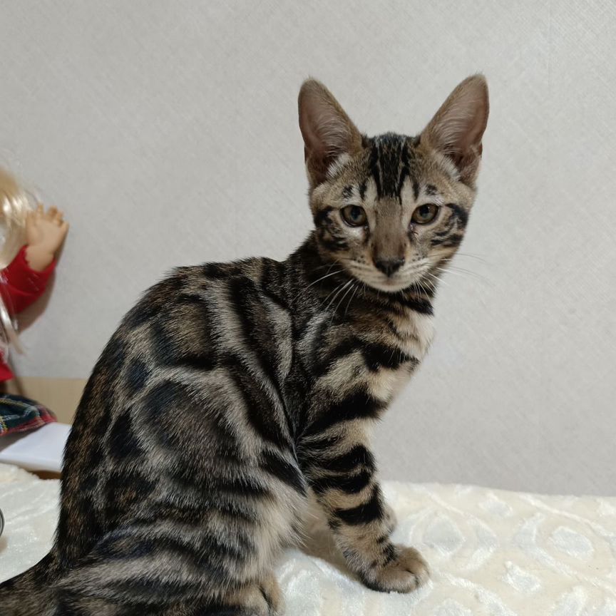Бенгальские котята