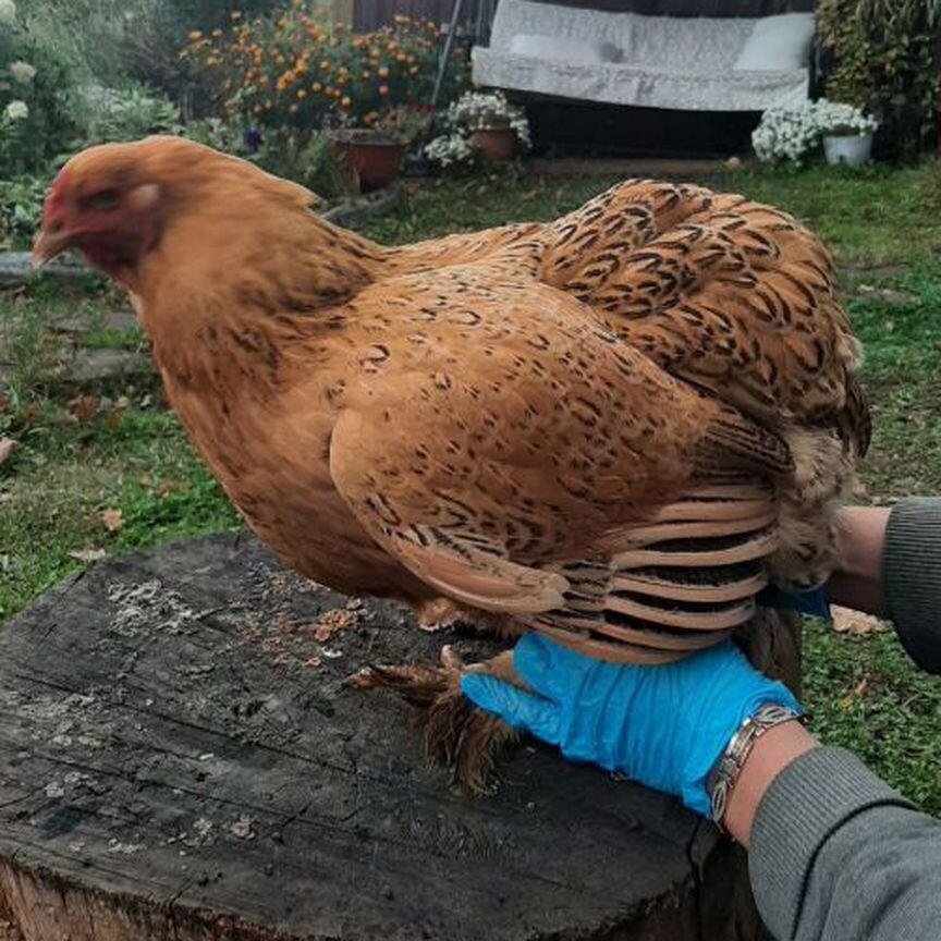 Куры породы Брама