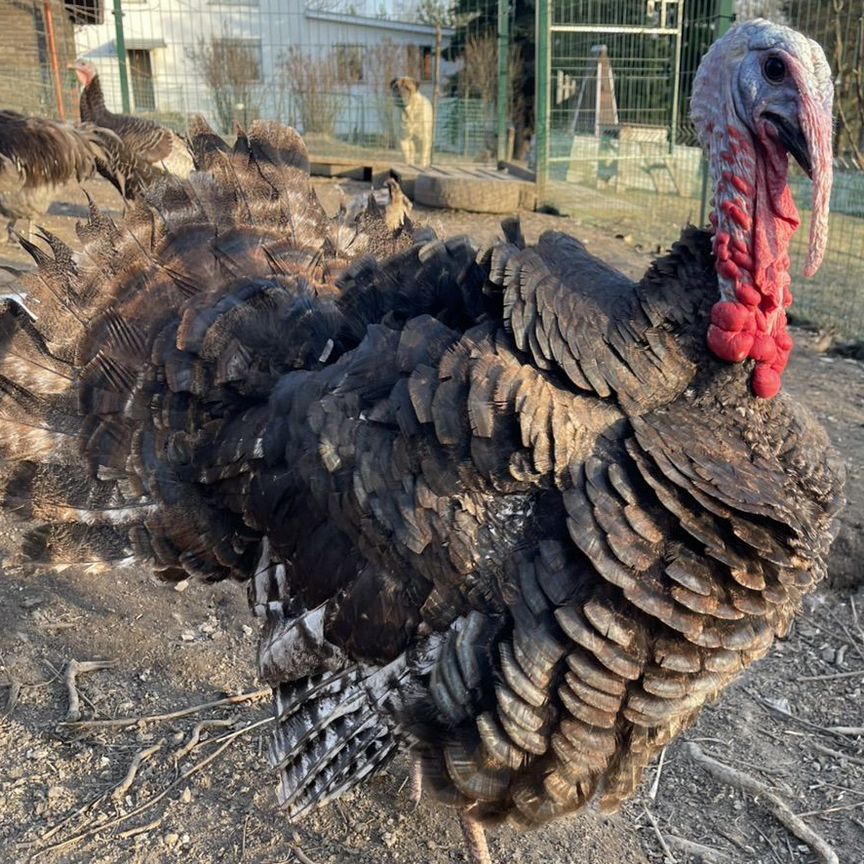 Индюк 10 мес