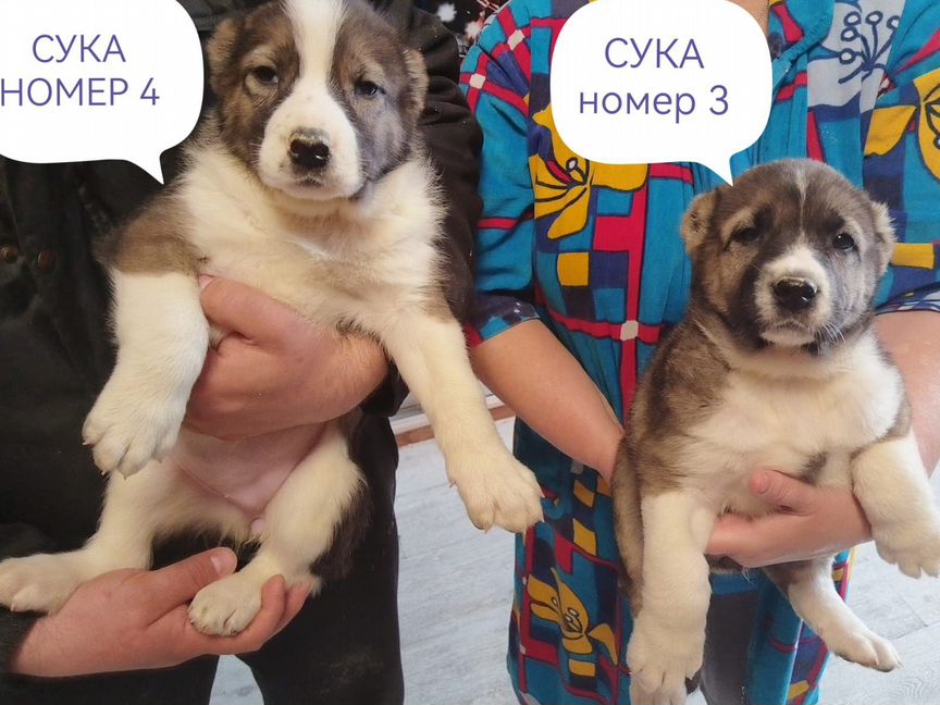 Среднеазиатская овчарка алабай щенки