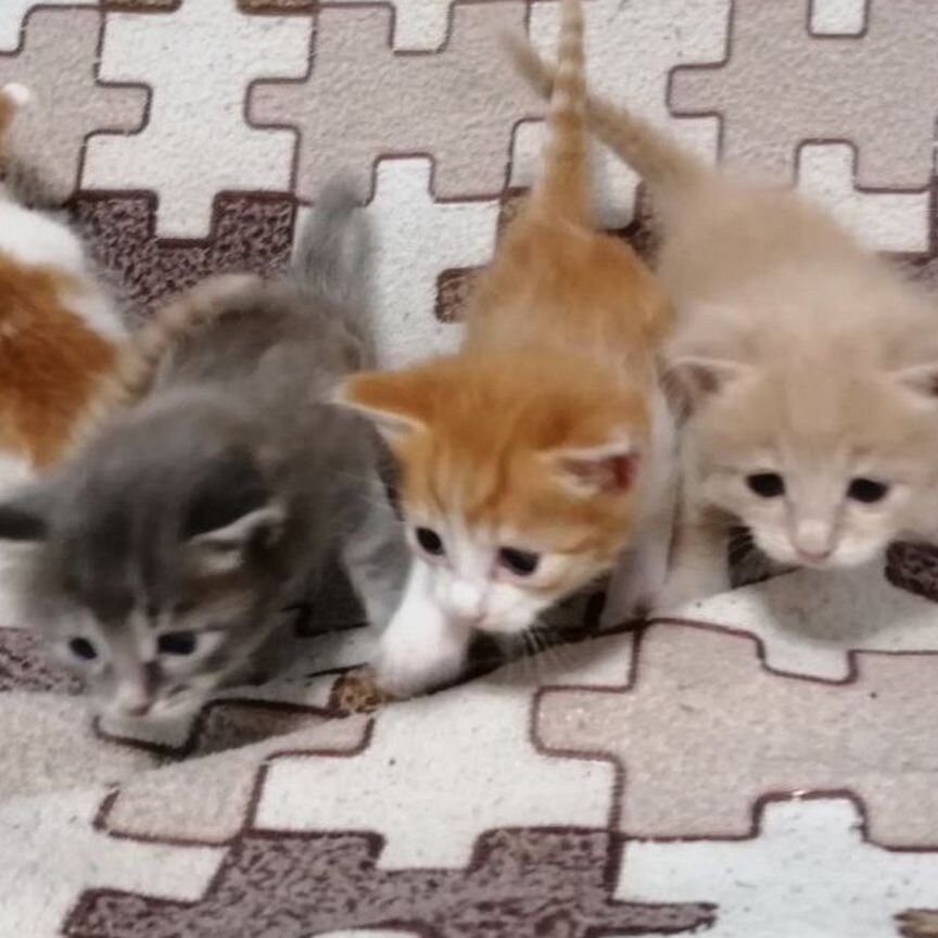 Отдам котят бесплатно 1мес