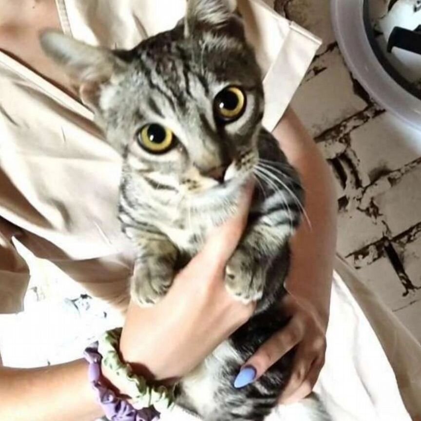 Манчкин коротколапая