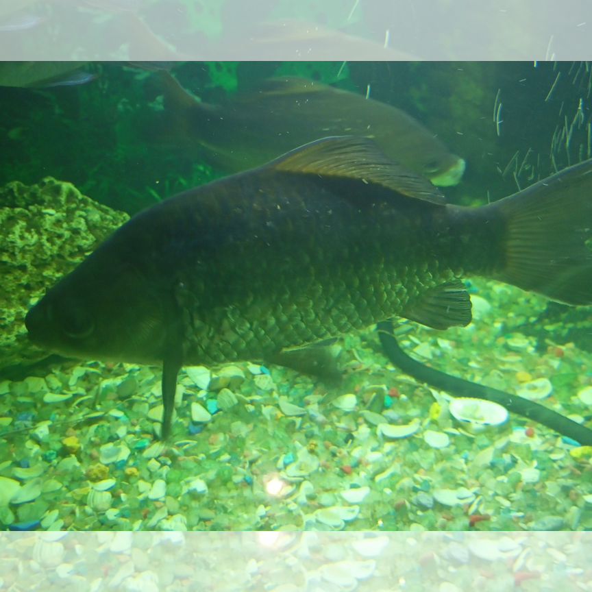 Рыба в аквариум