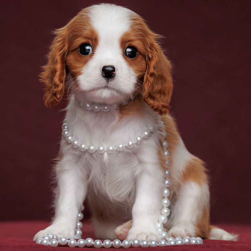 Кавалер кинг-чарльз-спаниель, щенок