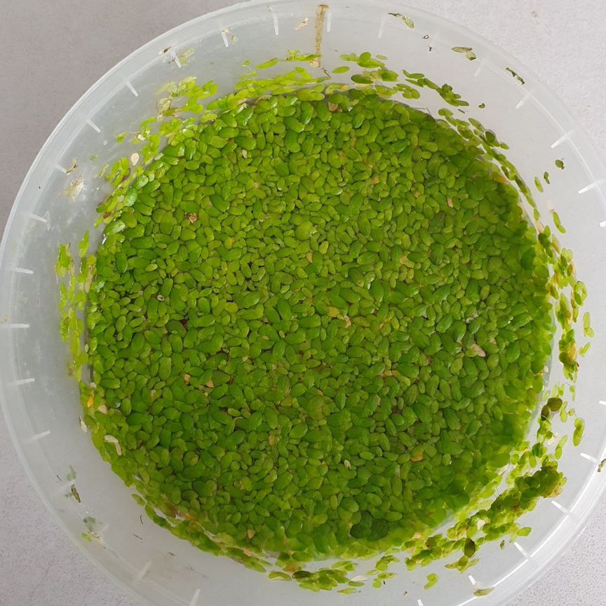 Ряска для аквариума бесплатно