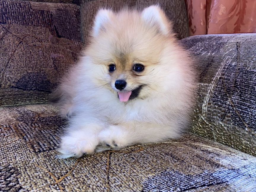 Померанский шпиц