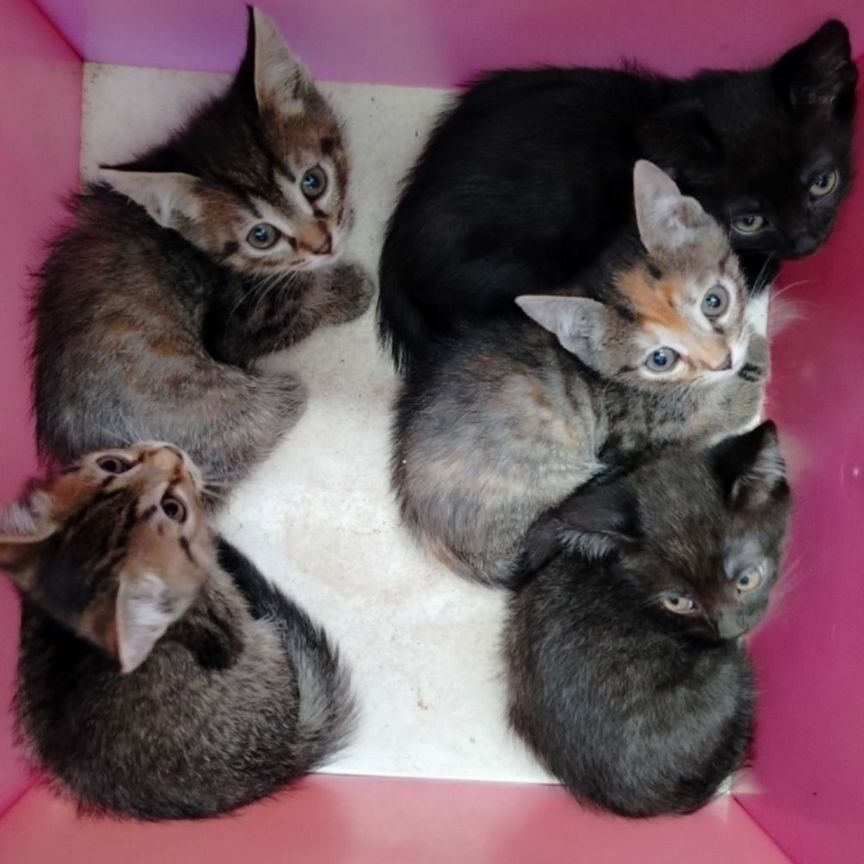 Котёнок в добрые руки