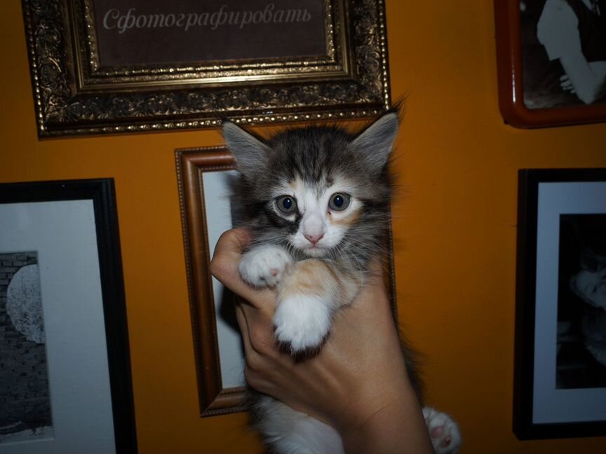 Кошечка 1 мес