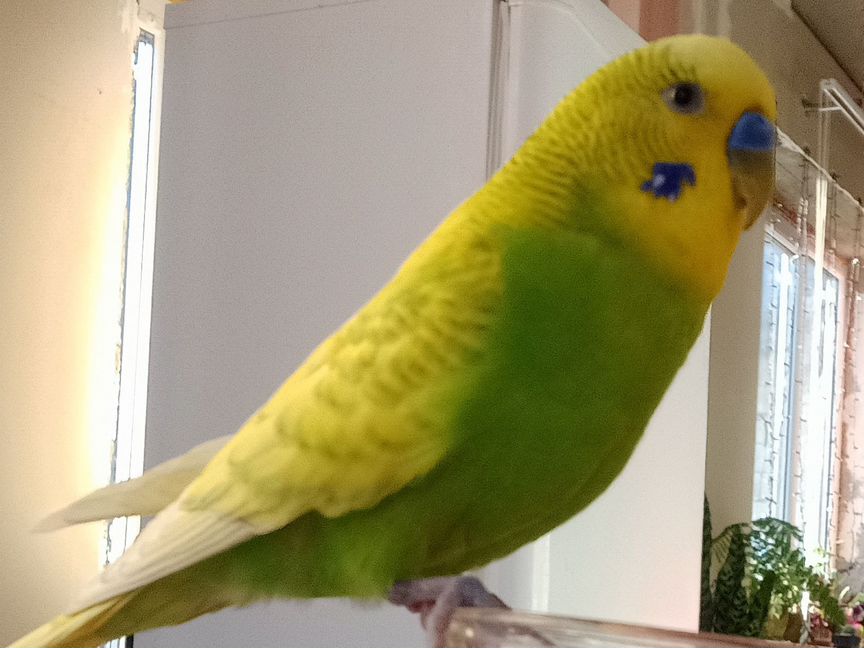 Волнистый попугай