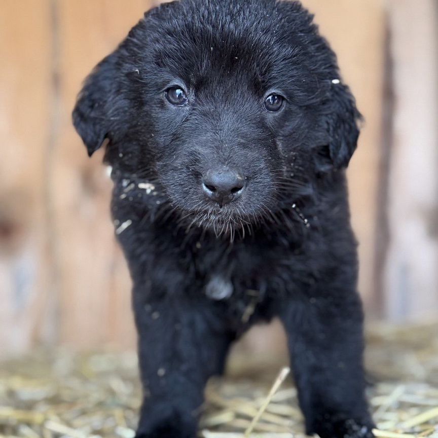 Щенки в добрые руки. Бесплатно