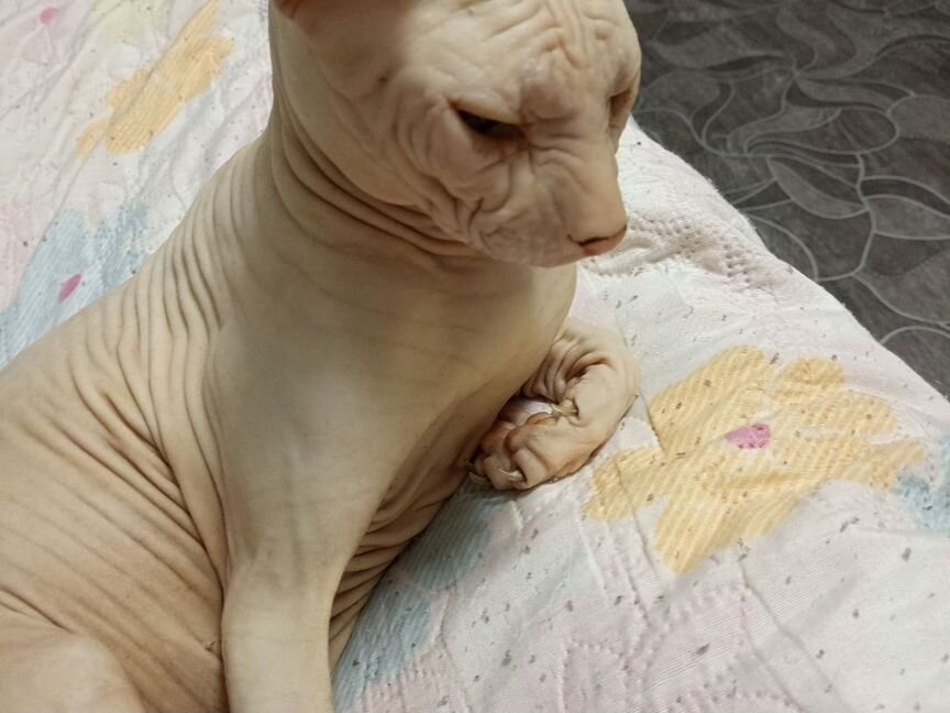 Кошки донской сфинкс
