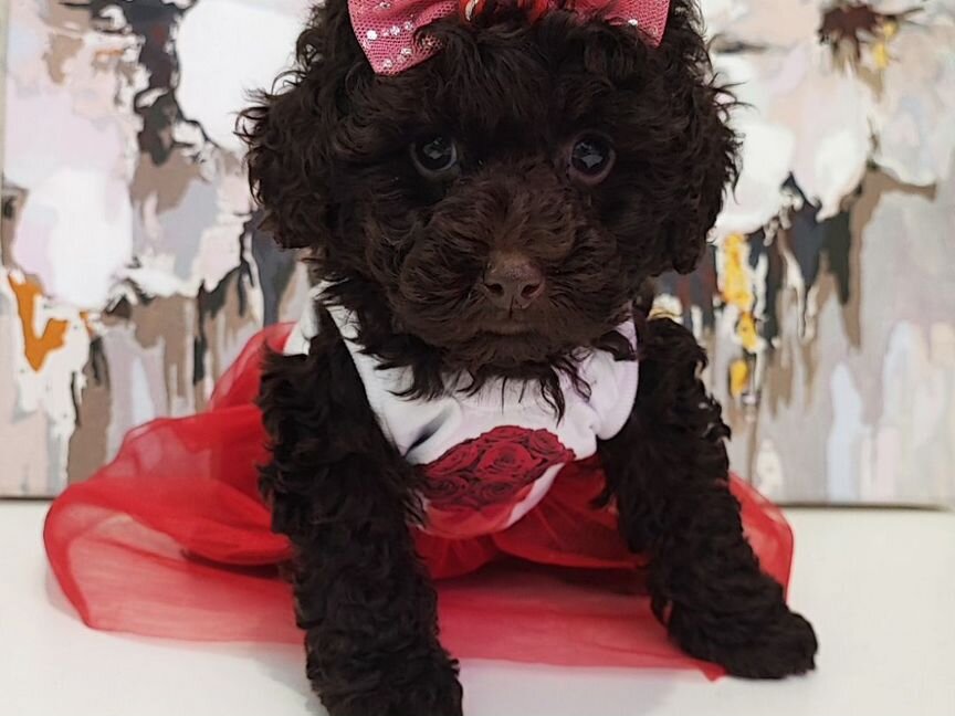 Щенки Той пуделя