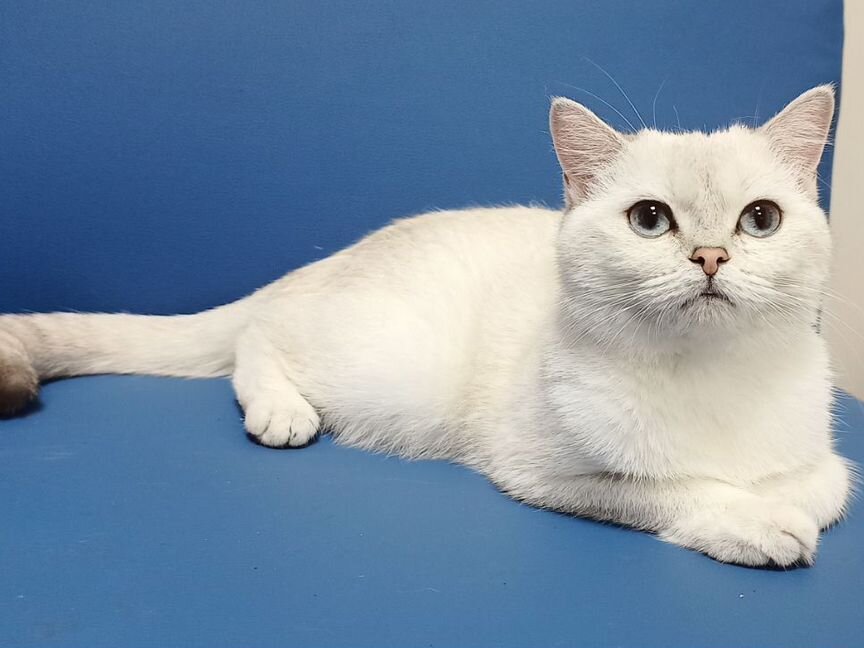Кошечка Шотландская серебристая шиншилла