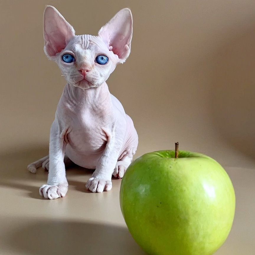 Девон-рекс котёнок