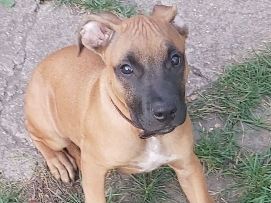 Продам питбуля