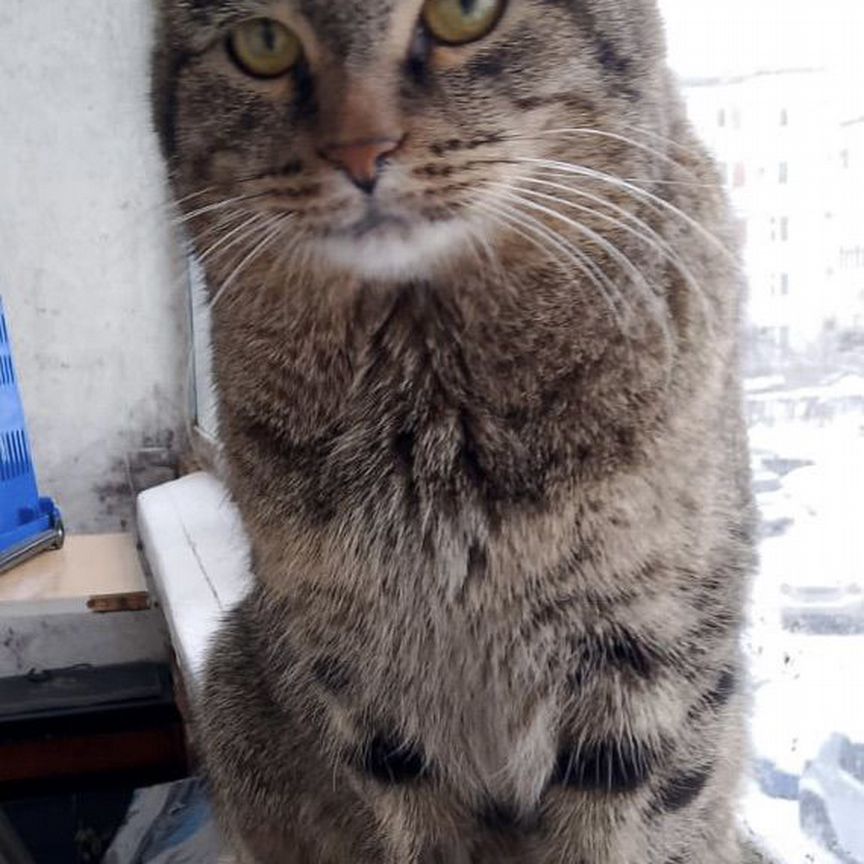 Кот мышелов в свой дом