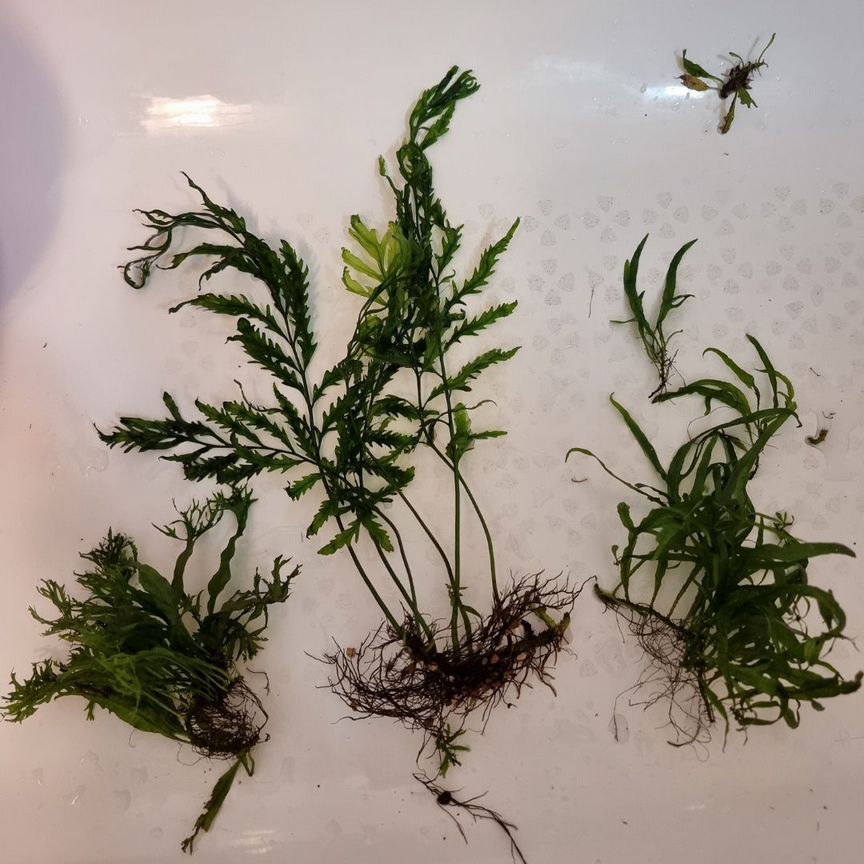 Аквариумные растения