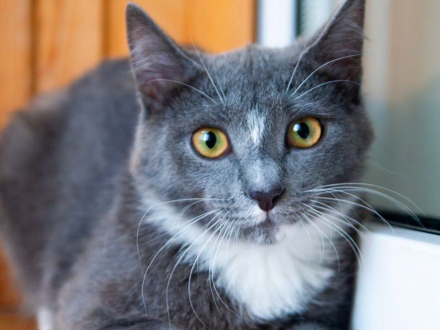 Котенок Ключик