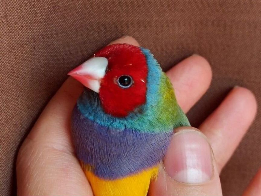 Амадины гульда