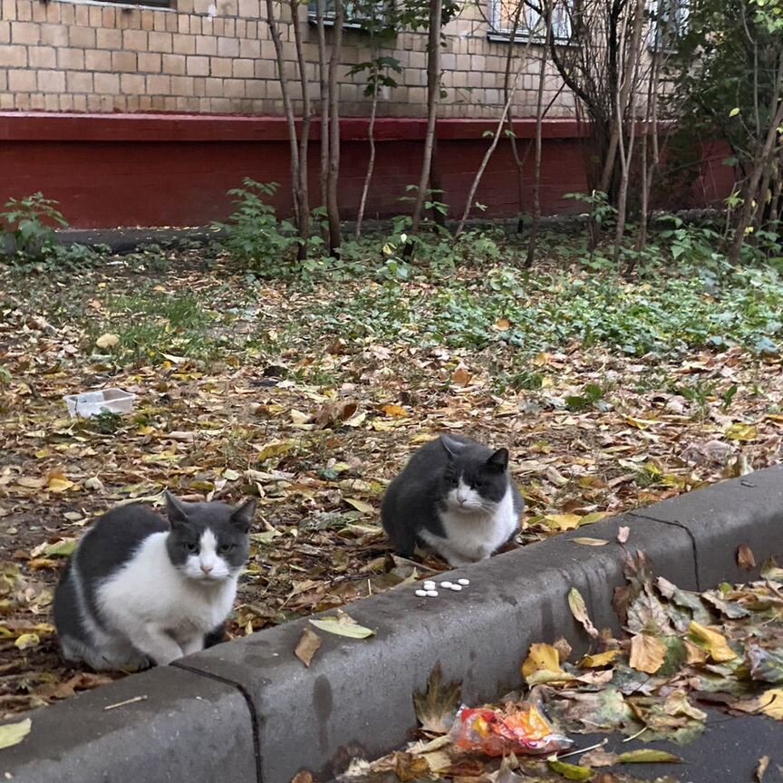 Отдам кота в добрые руки москва