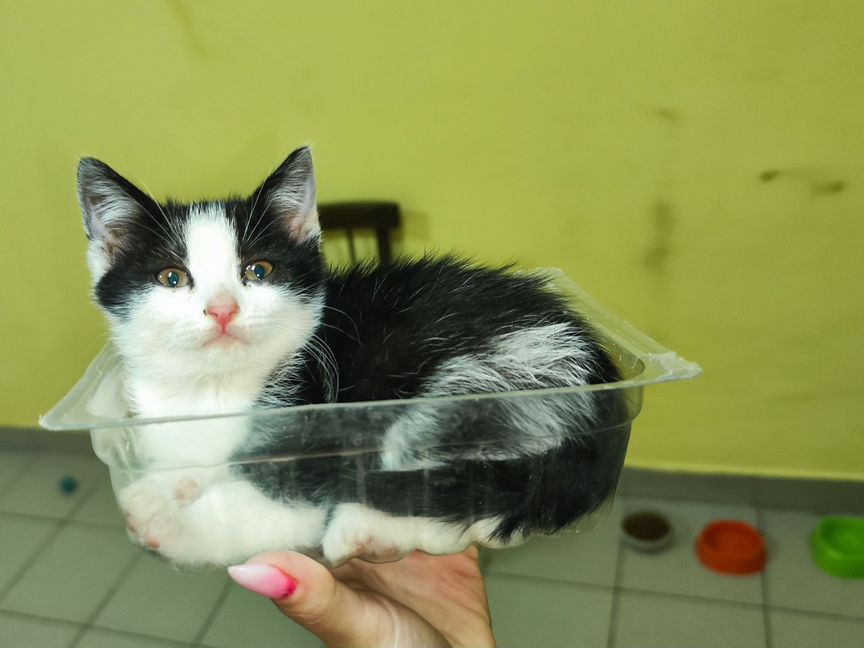 Котенок Сонечка