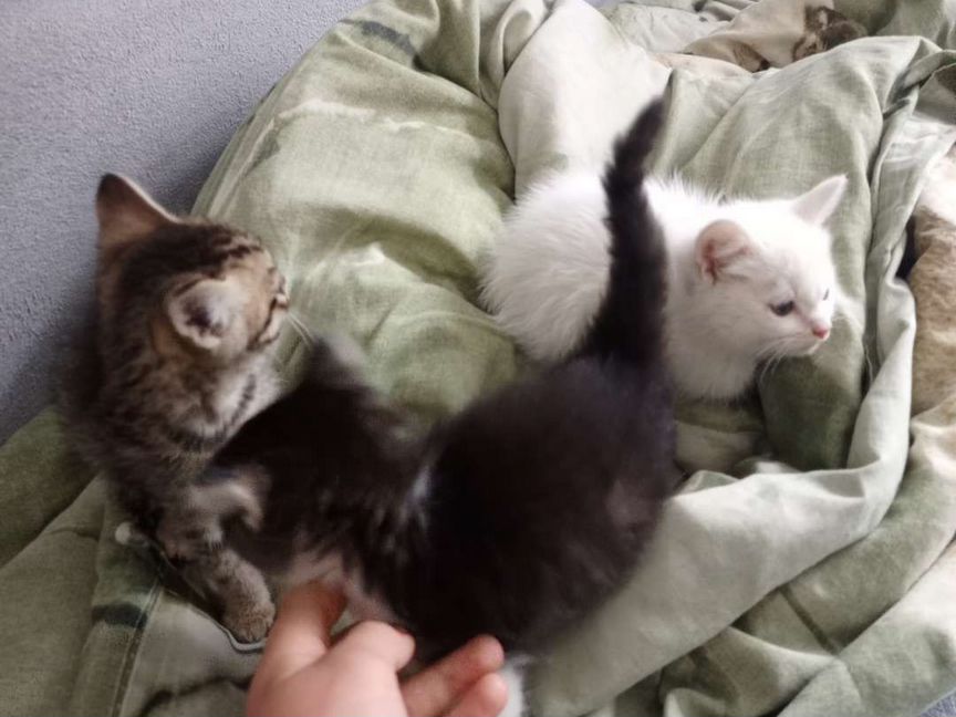 Кошка