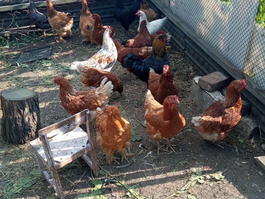 Куры несушки. Читайте внимательно объявления