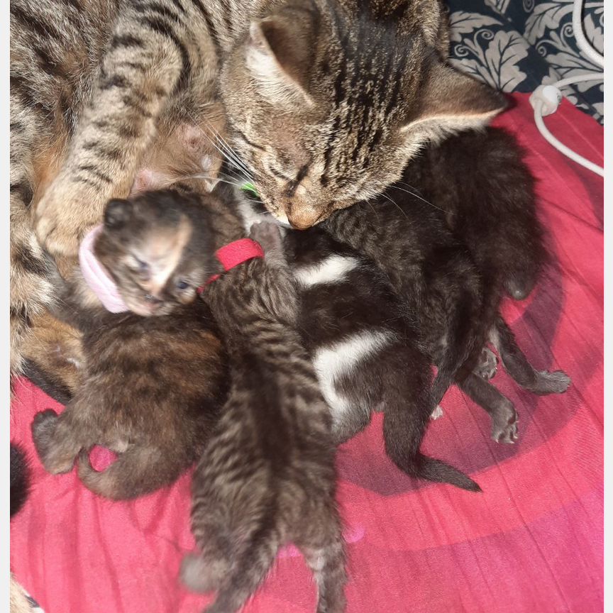 Отдам бесплатно котят в добрые руки