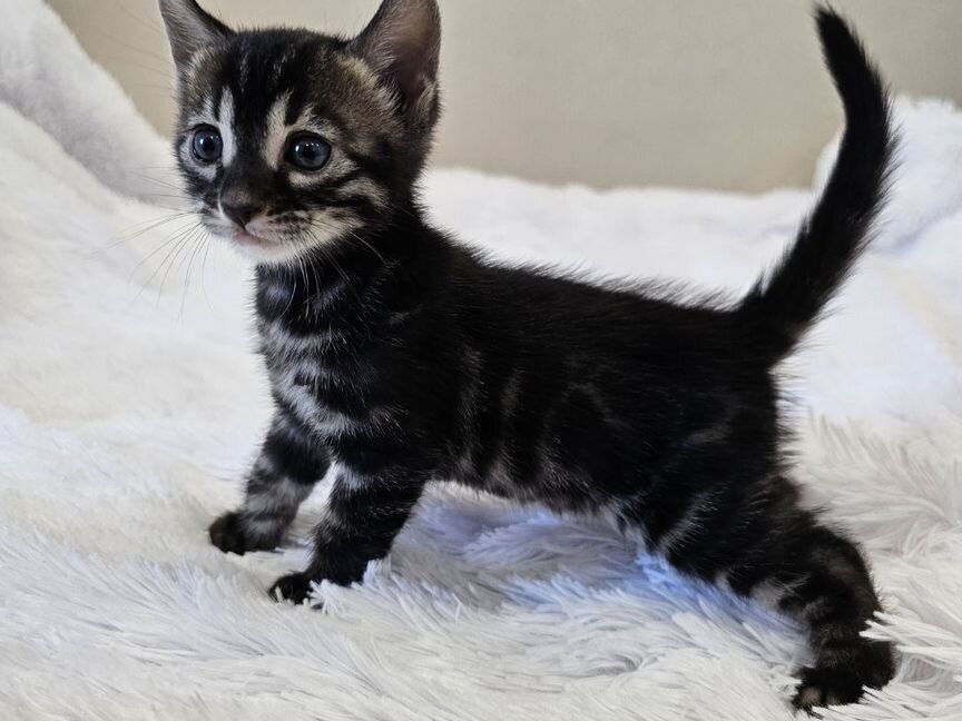 Бенгальские котята