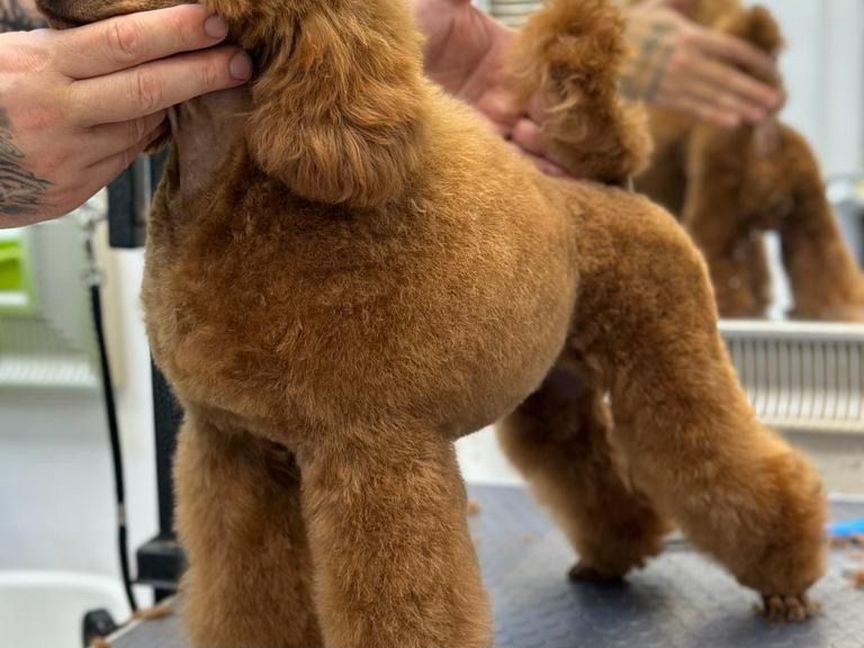 Пудель красный, кобель, миниатюра