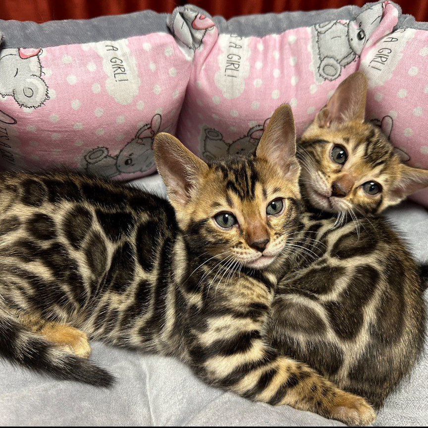 Клубные бенгальские котята