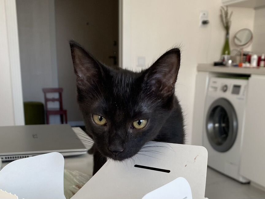 Котёнок мальчик 3-3.5 месяца