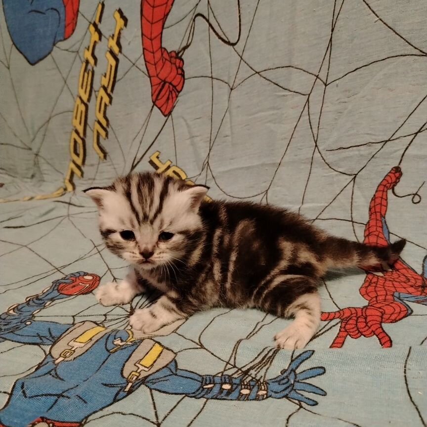 Шотландская