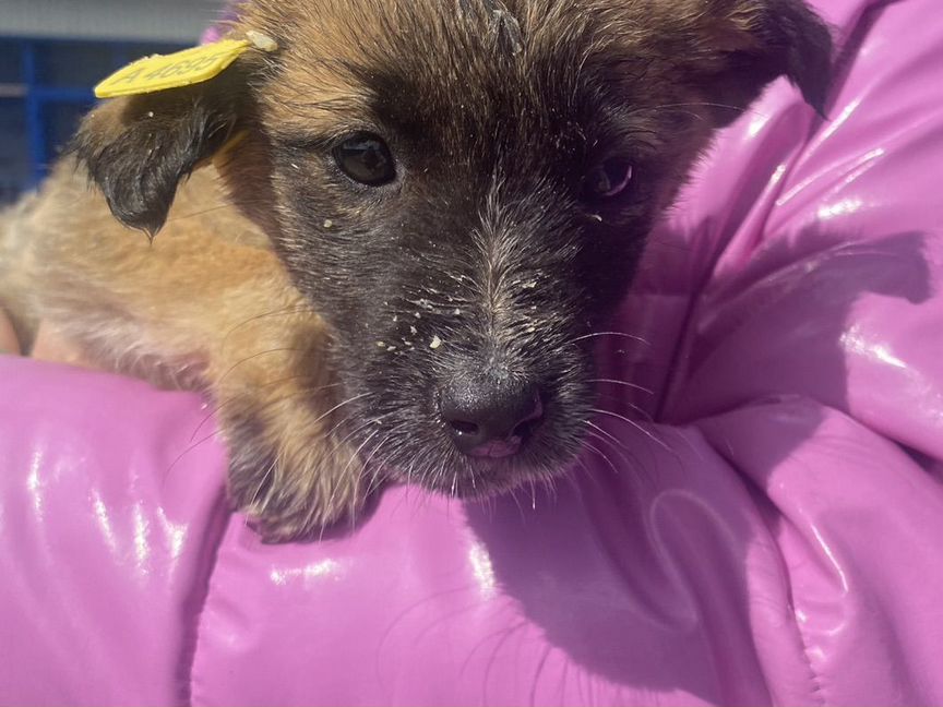 Ручные малыши ищут дом