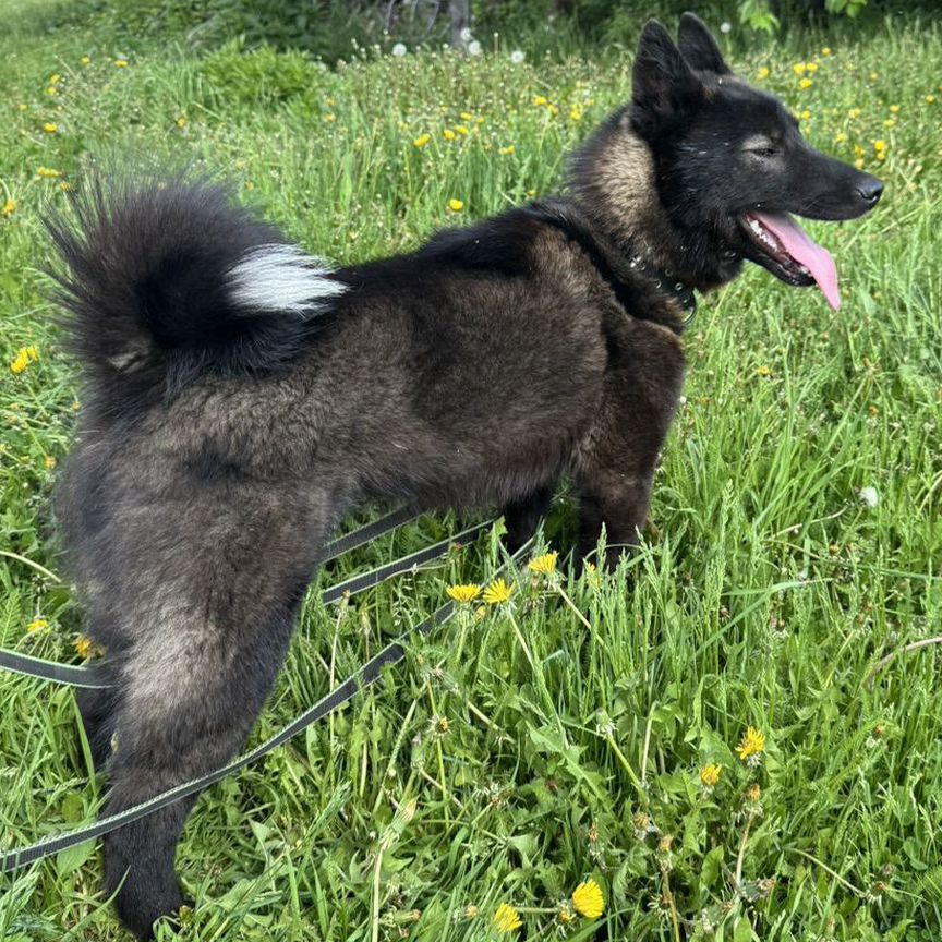 Русско европейская лайка