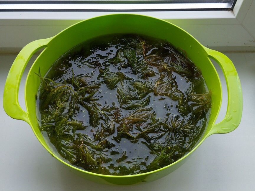 Роголистник в аквариум