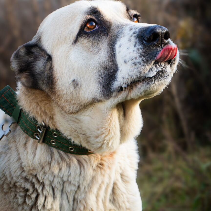 Среднеазиатская овчарка, взрослая собака