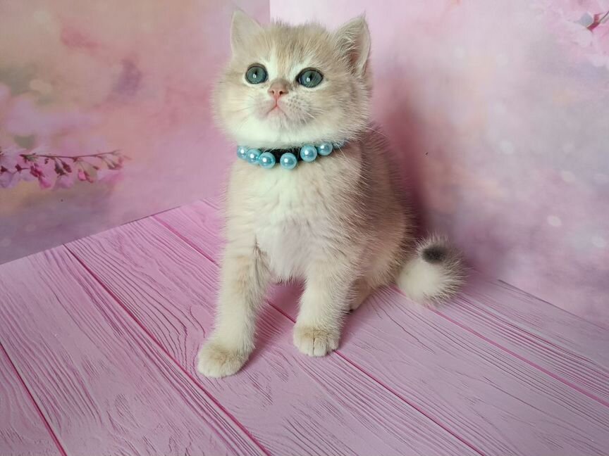 Девочка голубая золотая шиншилла ау12