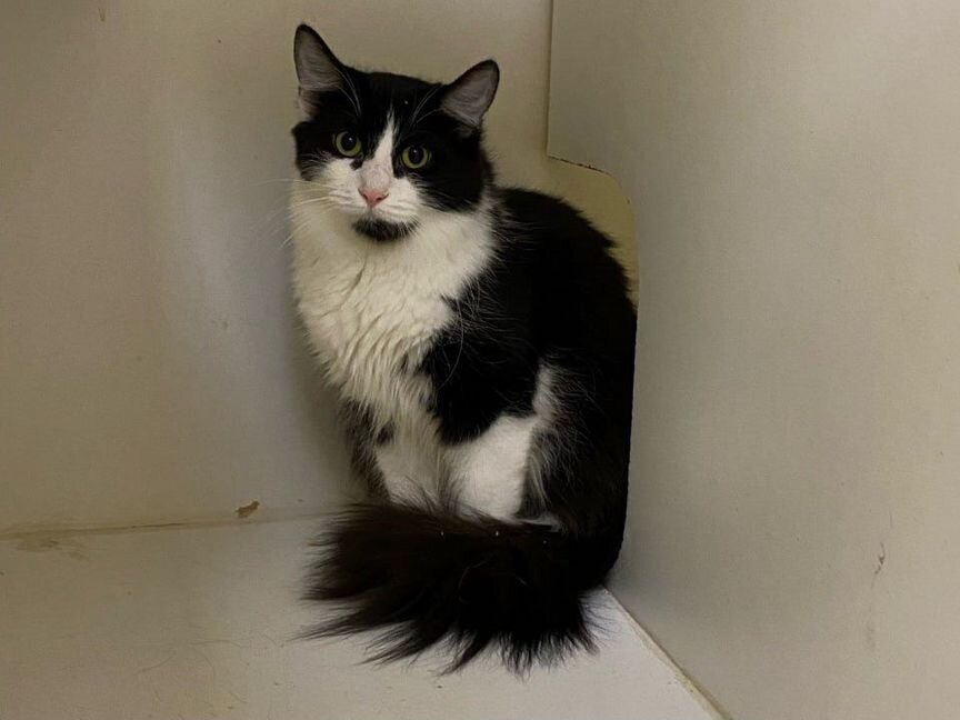Кошка ищет дом