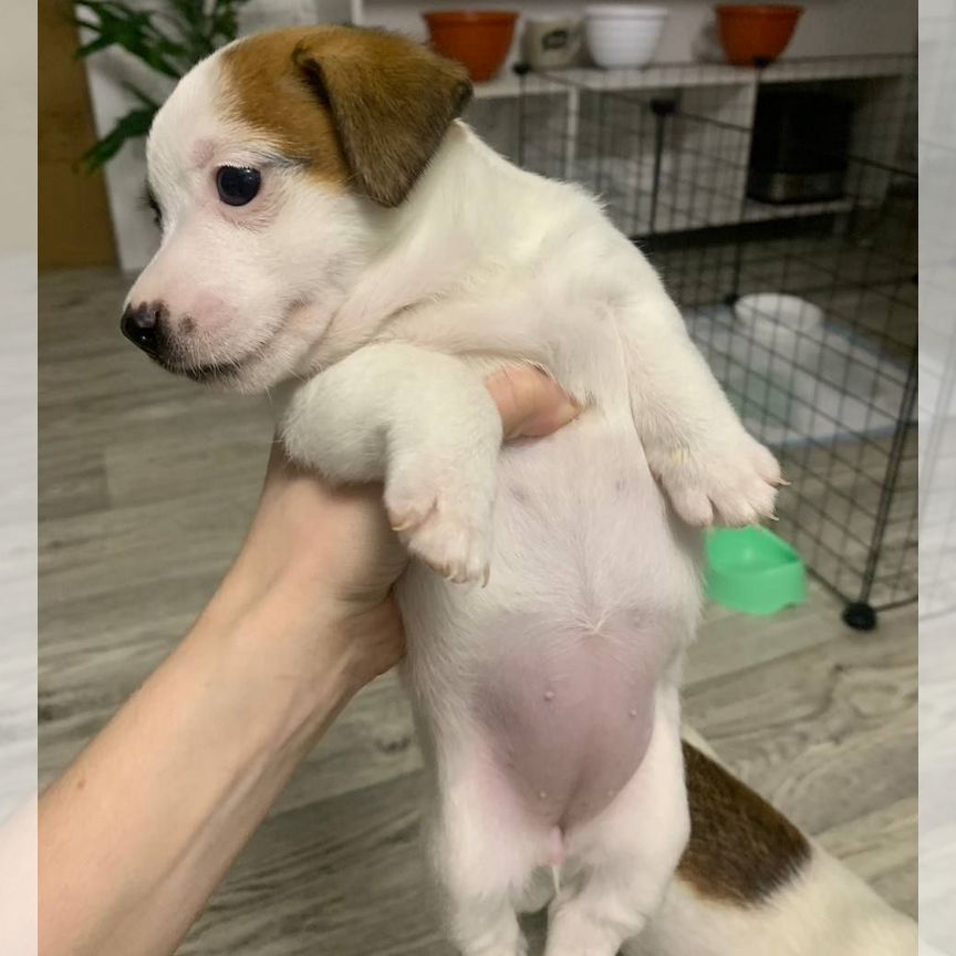 Джек-рассел-терьер, щенок