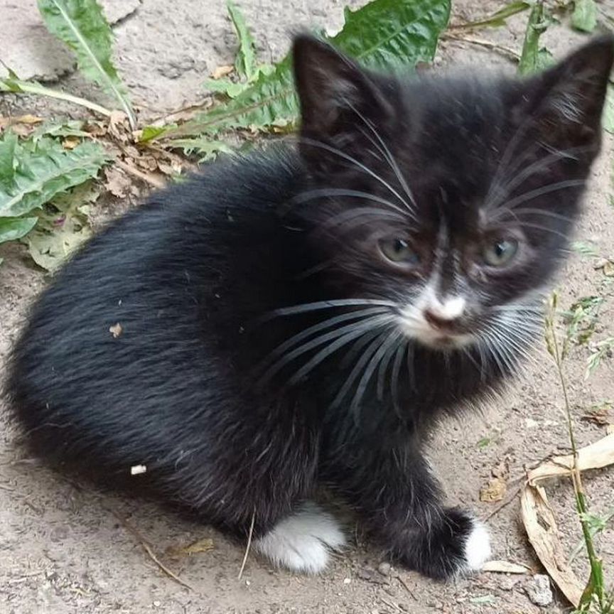 Котенок в добрые руки